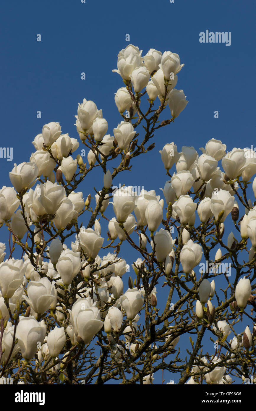 White Magnolia tree in blossom Stock Photo - Alamy