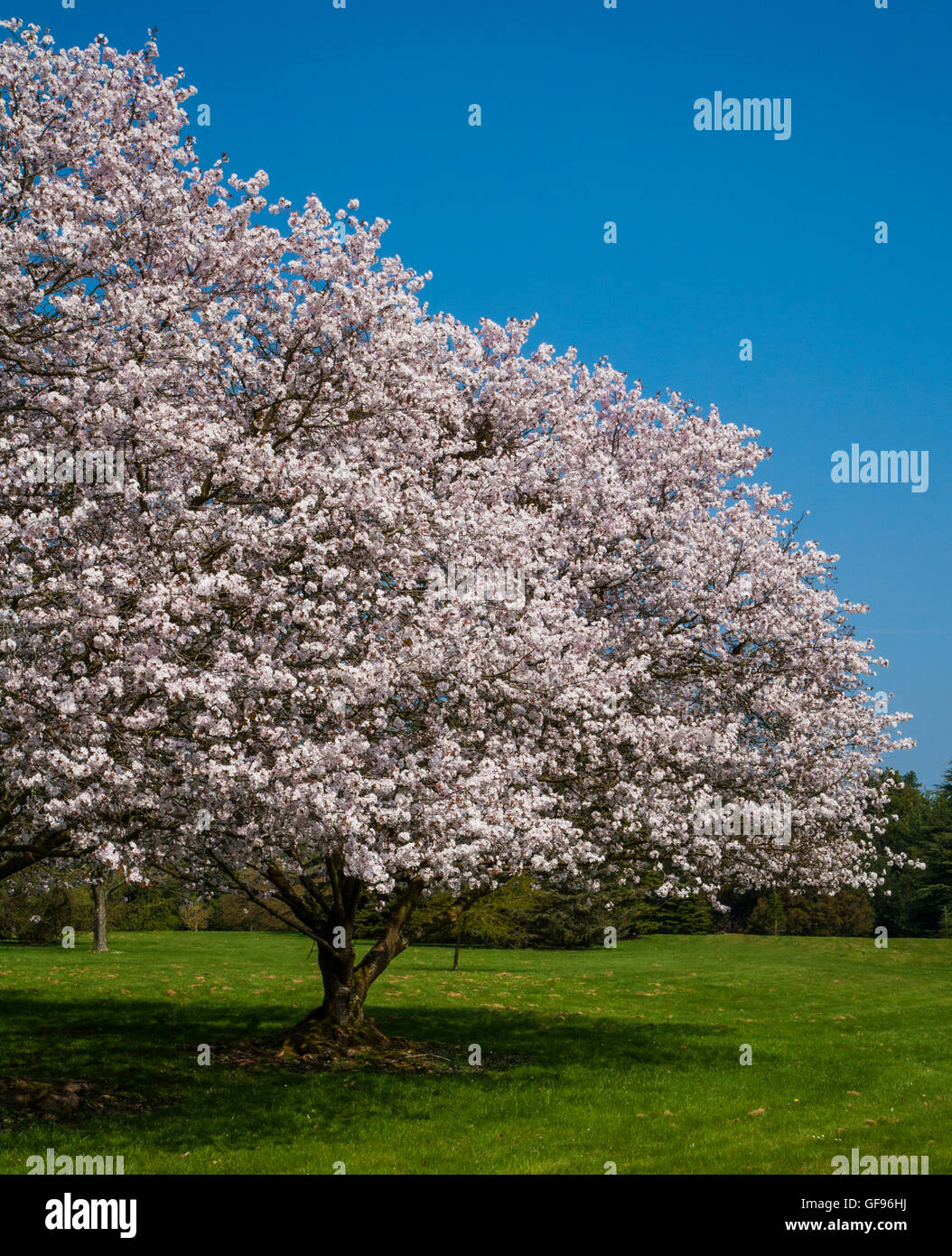 Trees in Spring Blossom Stock Photo - Alamy