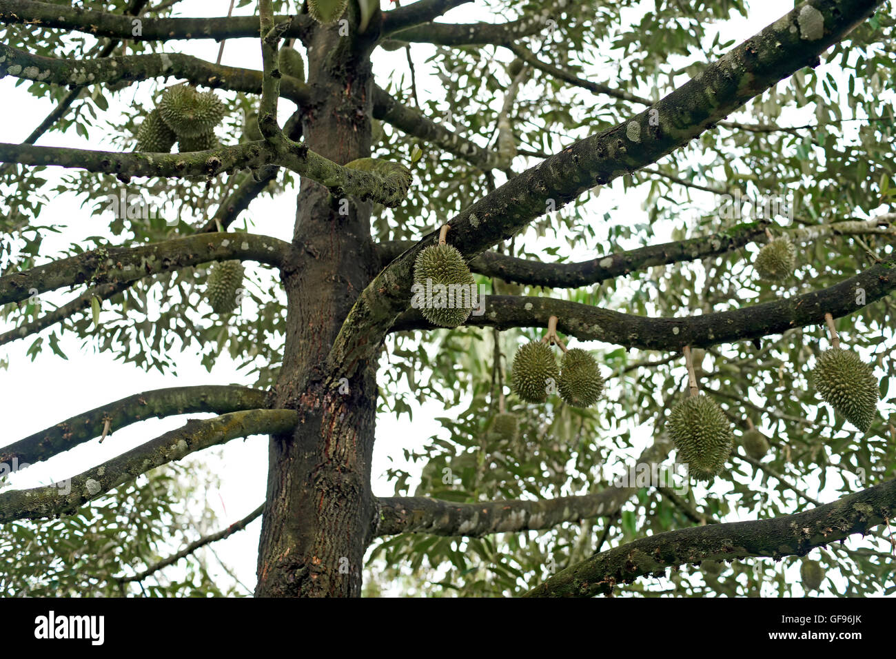 young durian fruit on tree in organic farm Stock Photo - Alamy