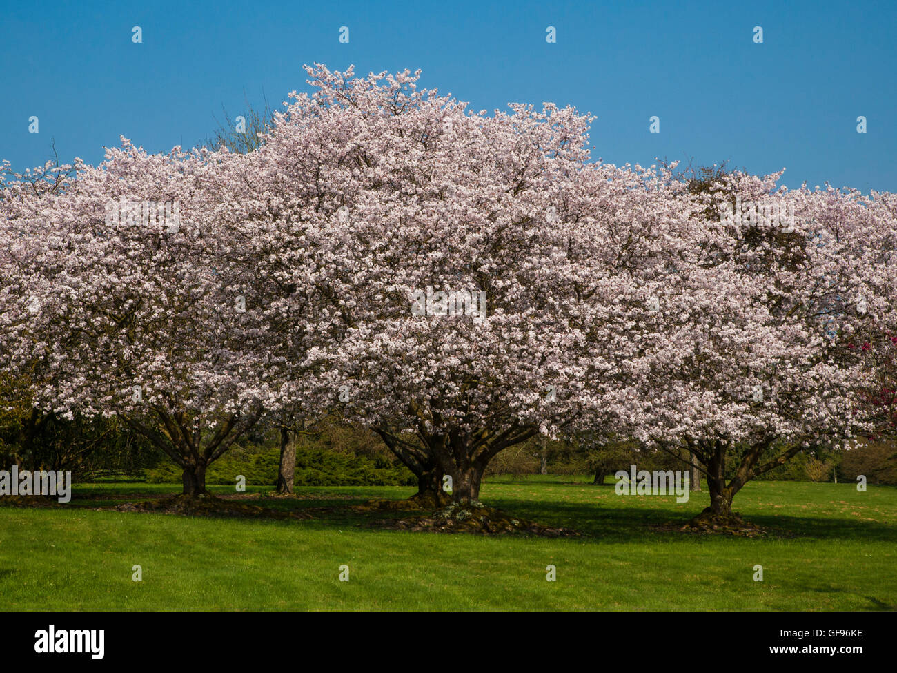 Group of blossom trees hi-res stock photography and images - Alamy