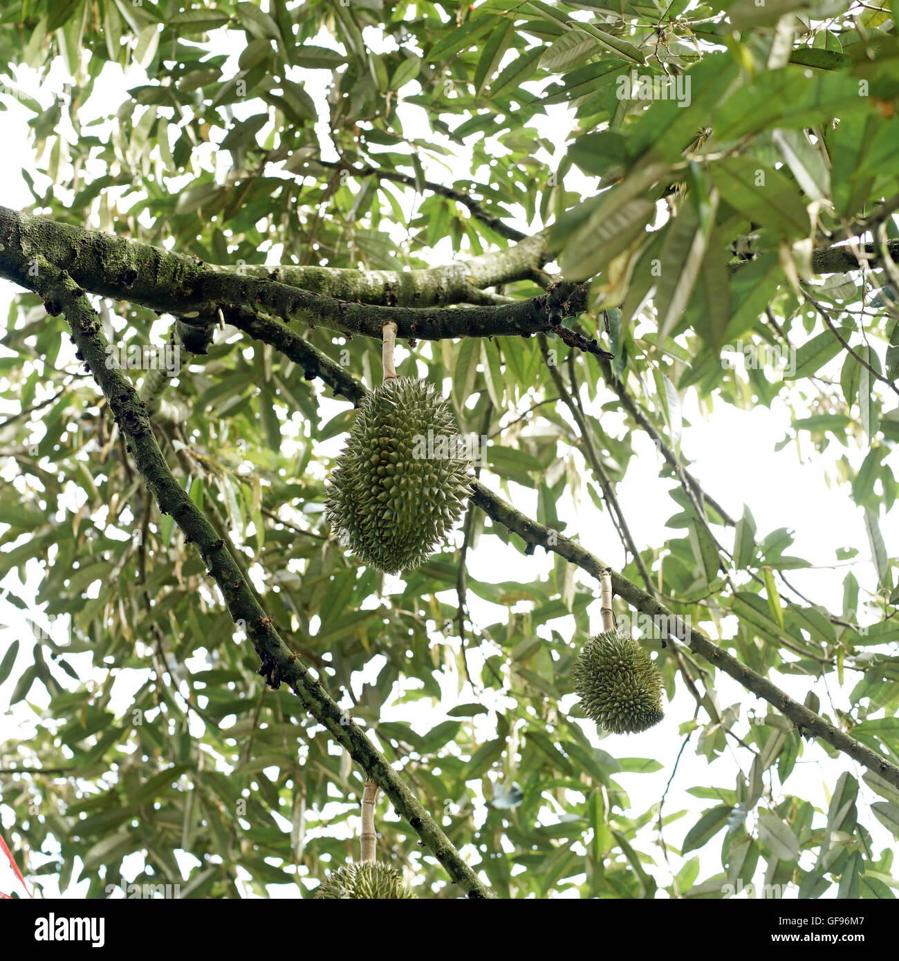 young durian fruit on tree in organic farm Stock Photo - Alamy