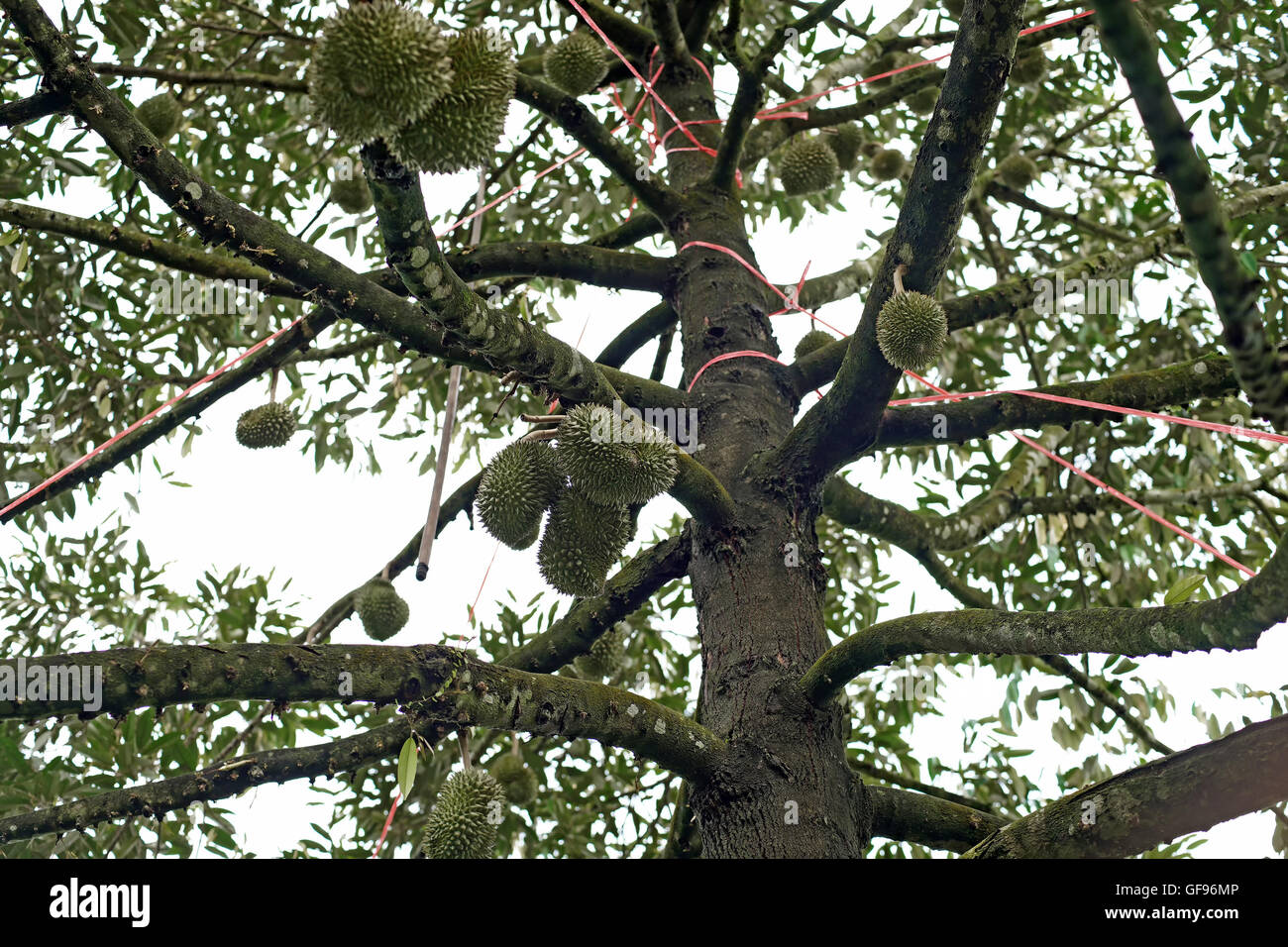 young durian fruit on tree in organic farm Stock Photo - Alamy