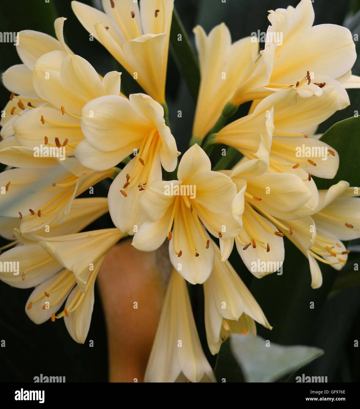 beautiful stalk of yellow lilies Stock Photo - Alamy
