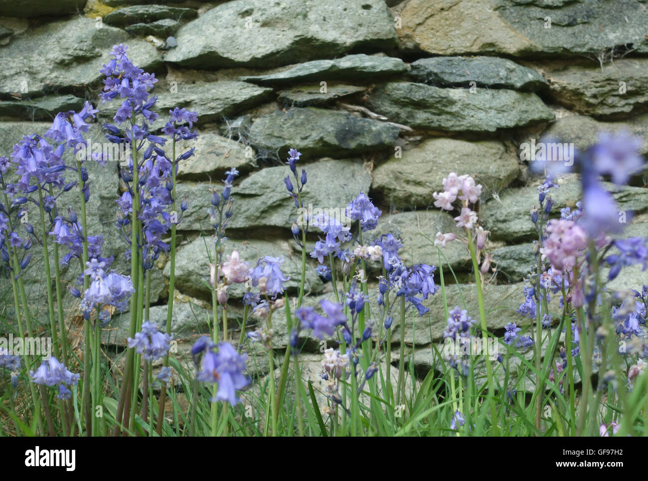 Bluebells stone hi-res stock photography and images - Alamy