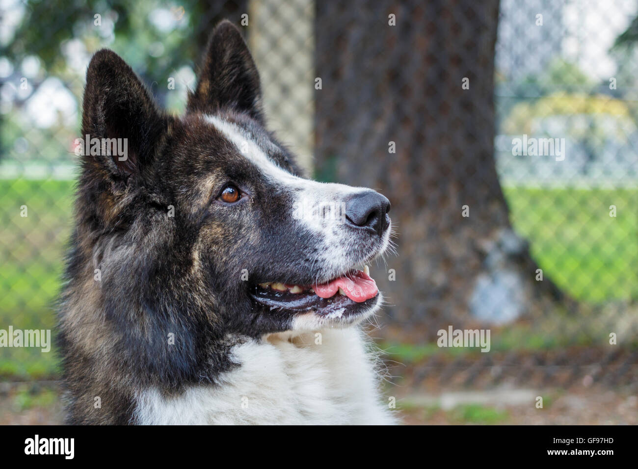 Large canine dog hi-res stock photography and images - Alamy