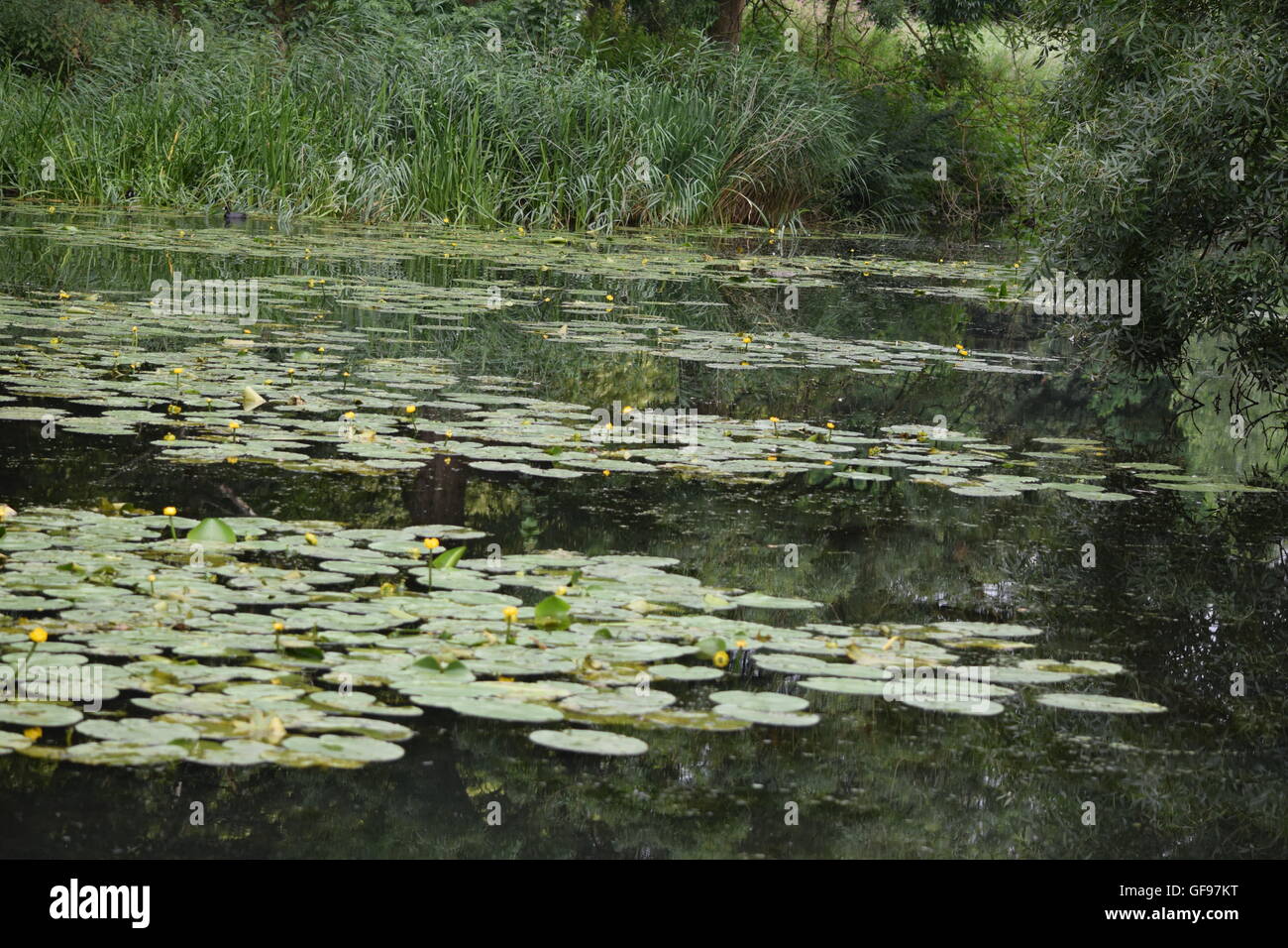 Lily pad park hi-res stock photography and images - Alamy