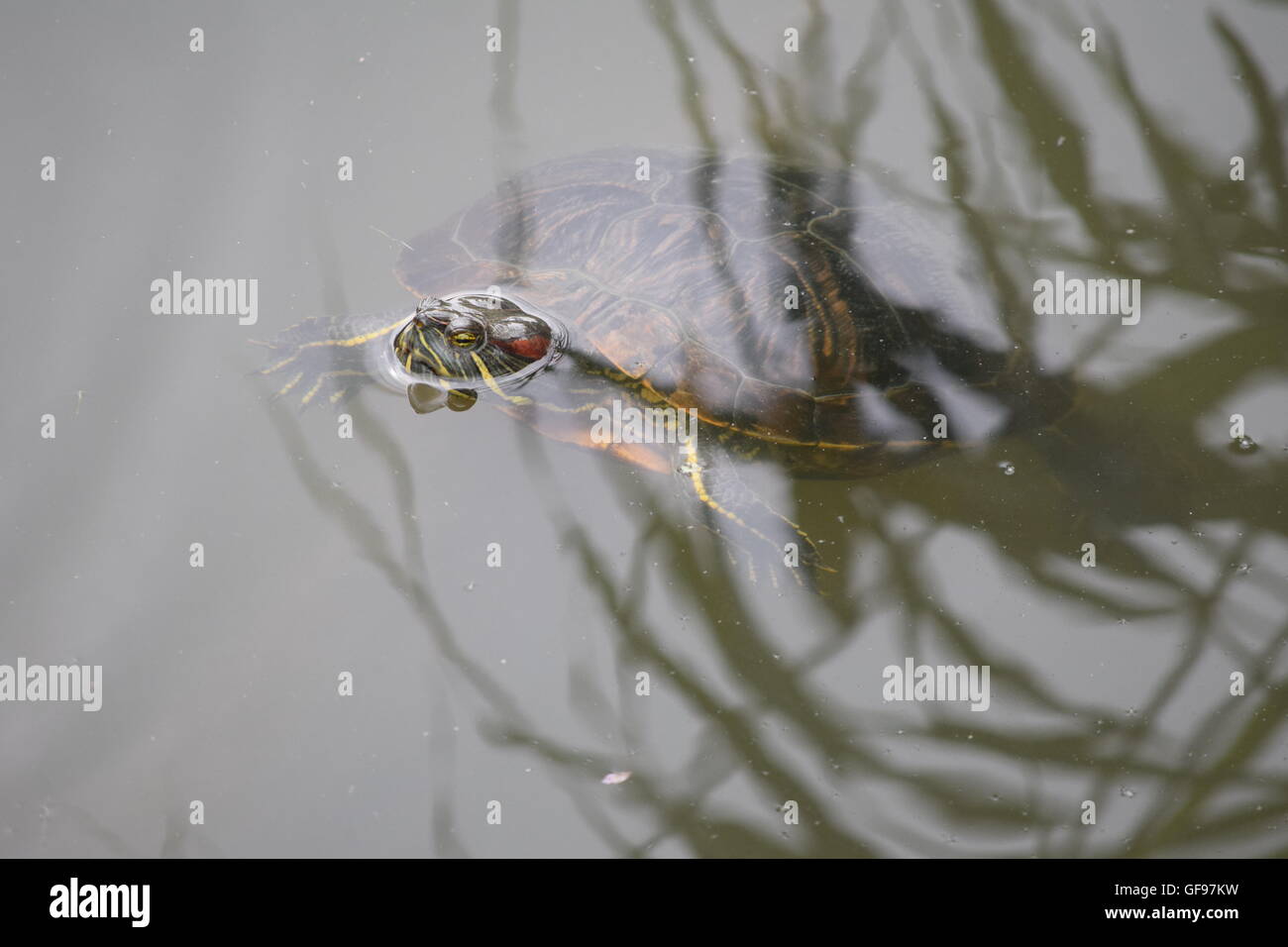turtle swimming in the pond Stock Photo - Alamy