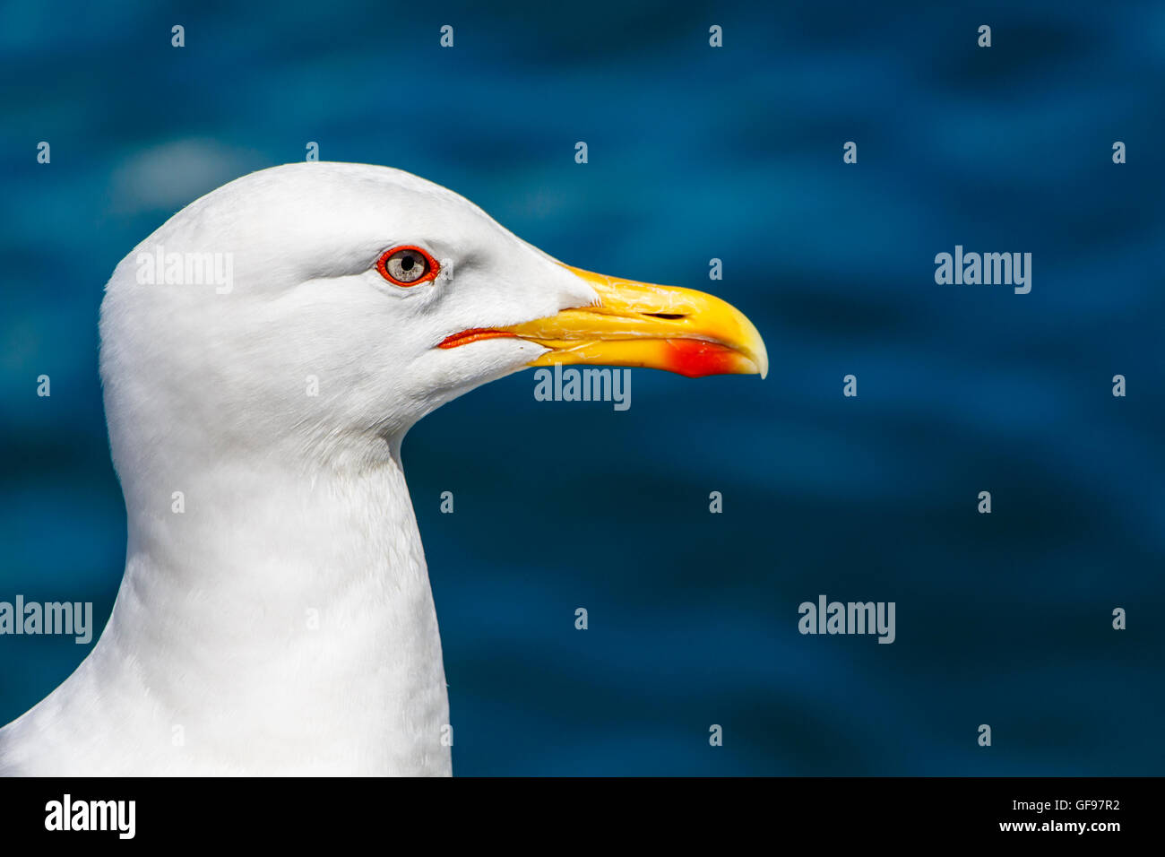 Close up side portrait of a seagull Stock Photo - Alamy