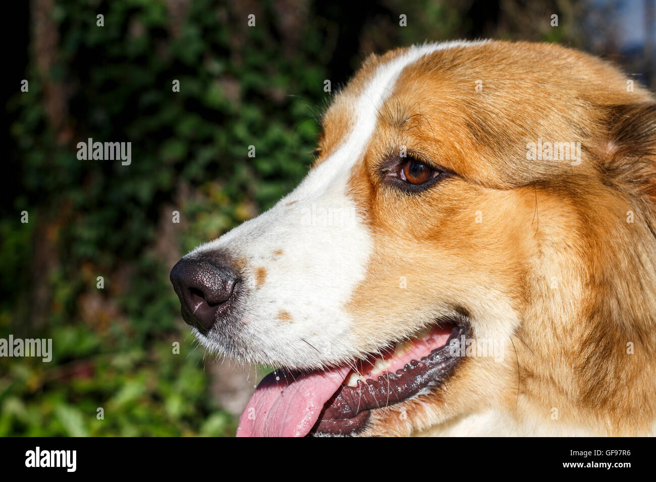 Side portrait of a dog Stock Photo - Alamy