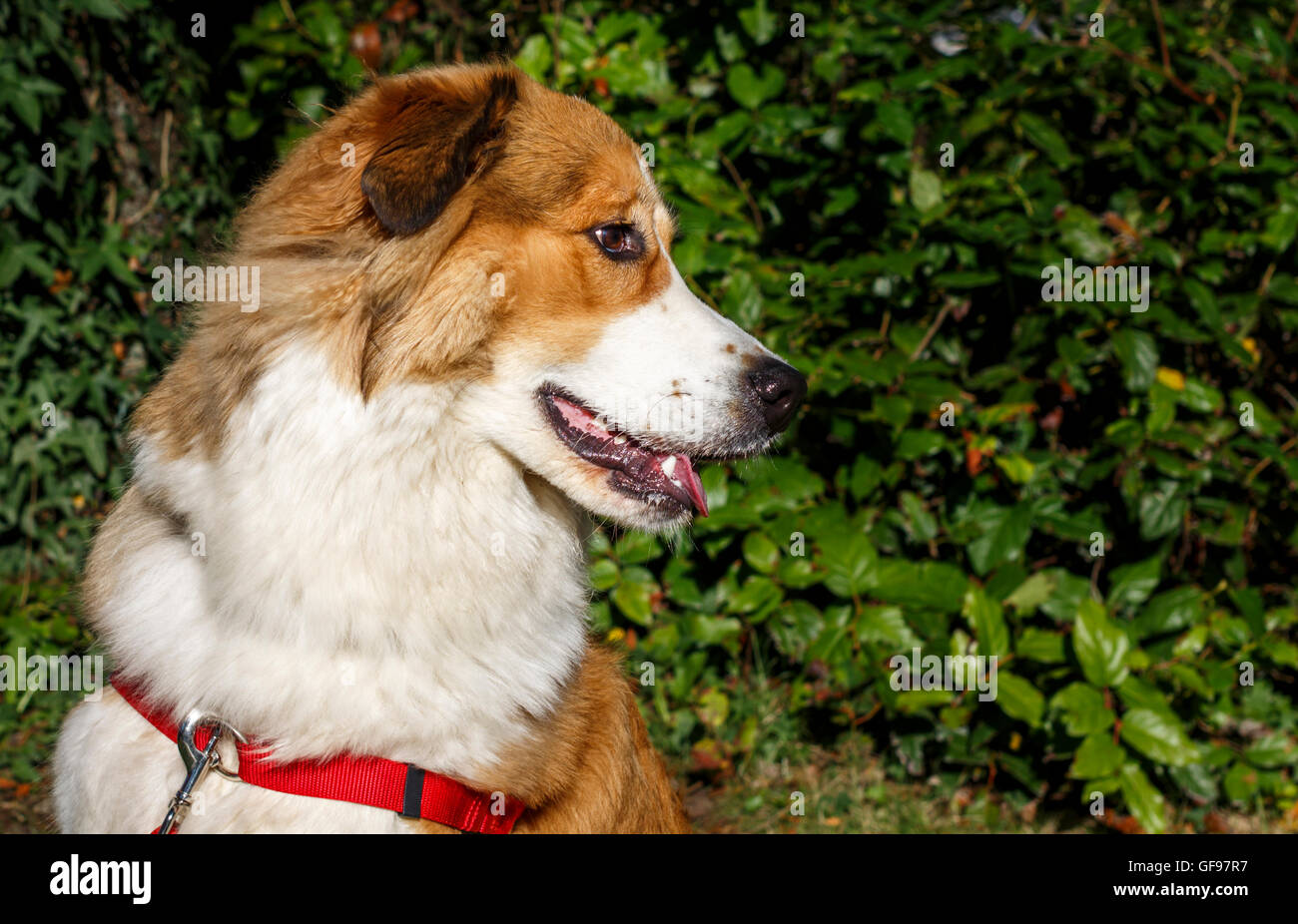 Large Dog Side Portrait Stock Photo - Alamy