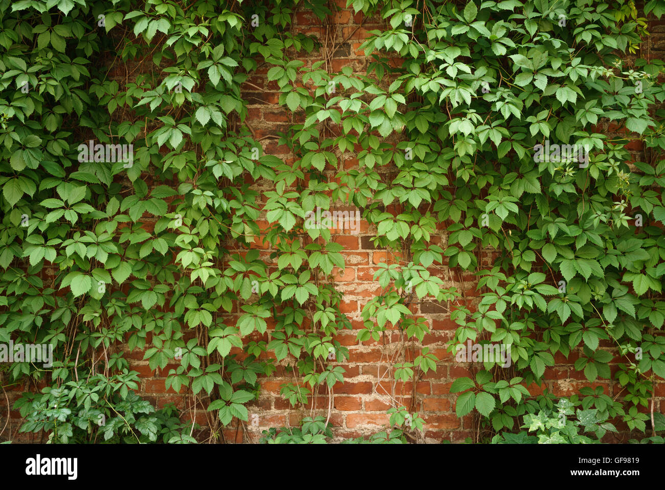 Old wall and red leaf hi-res stock photography and images - Alamy