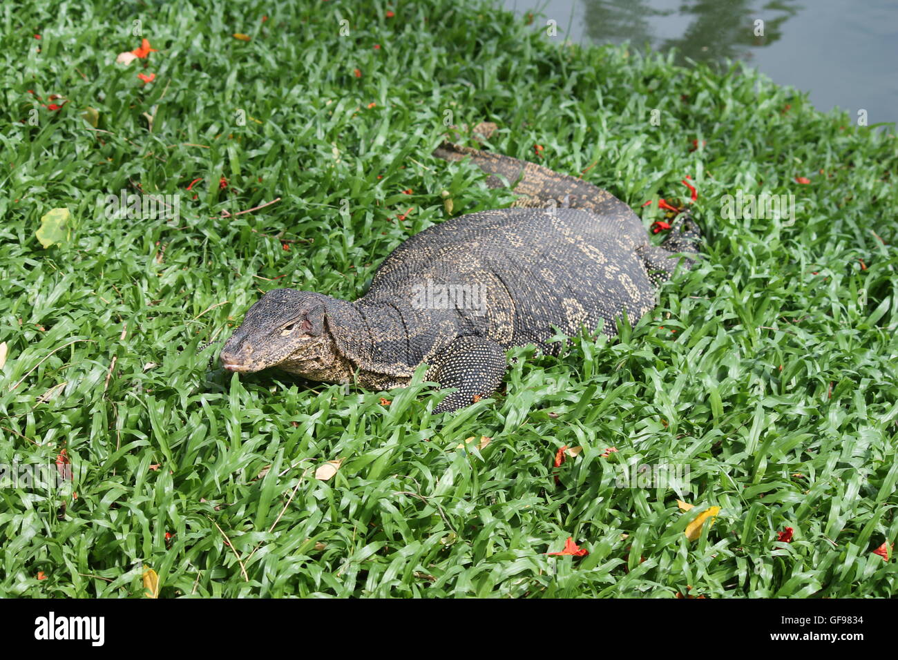 Giant Komodo Dragon lizard wild in Lumpini park in Thailand Stock Photo ...