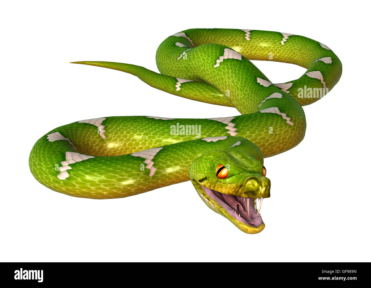 3D rendering of a Morelia viridis, or green tree python, or ...