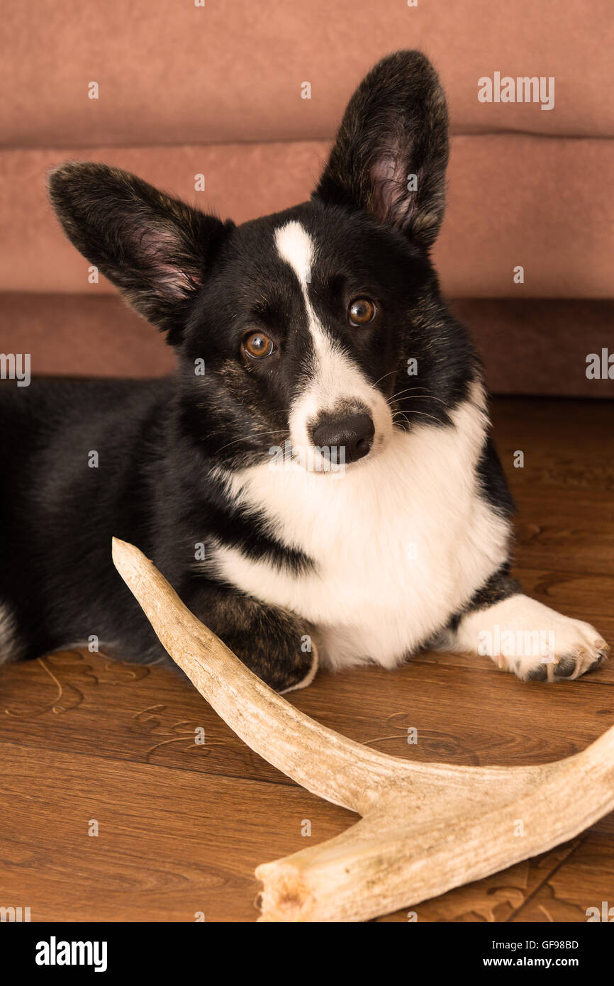 Dog breed Welsh Corgi Cardigan Stock Photo - Alamy