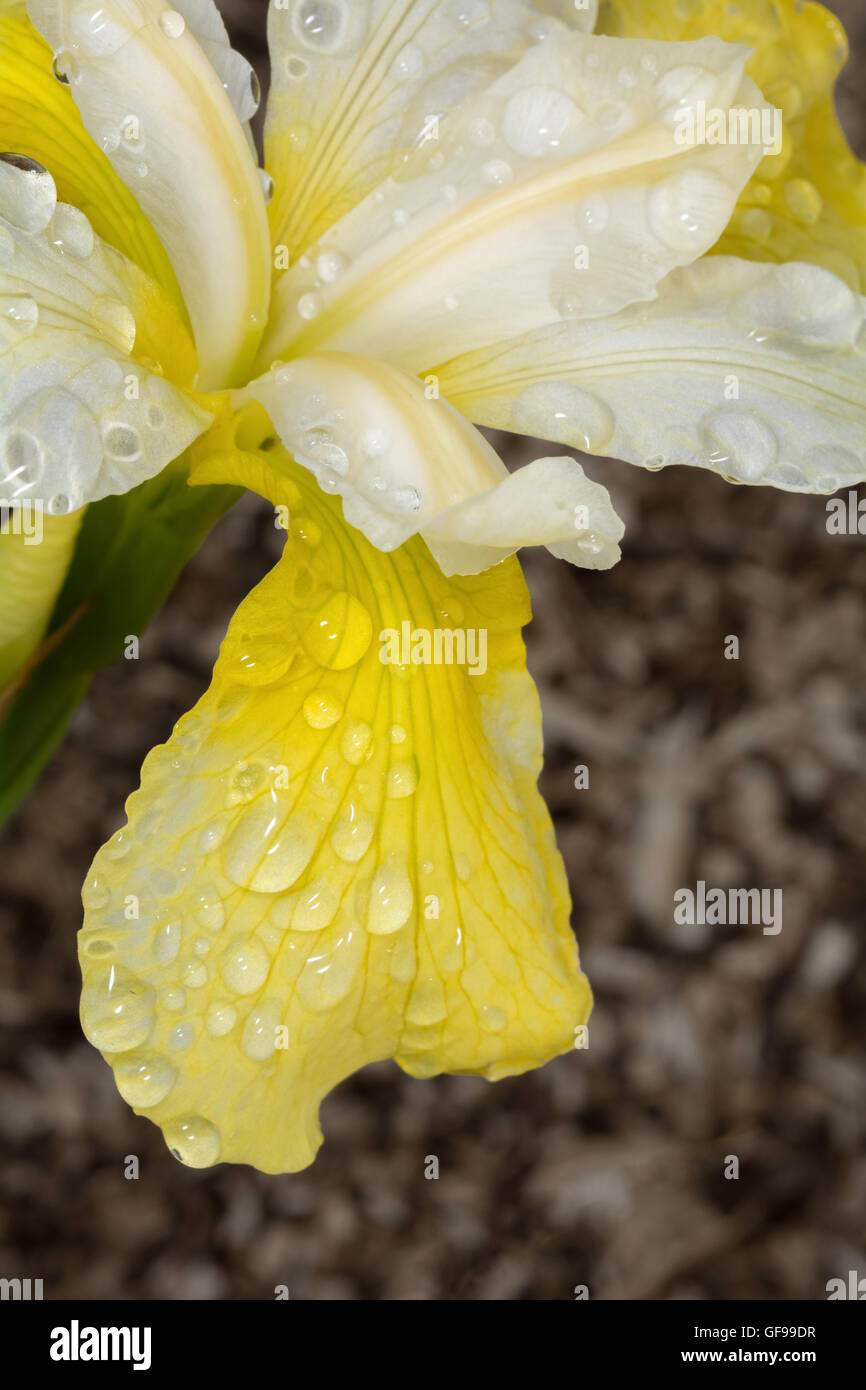 Siberian iris blooming hi-res stock photography and images - Alamy