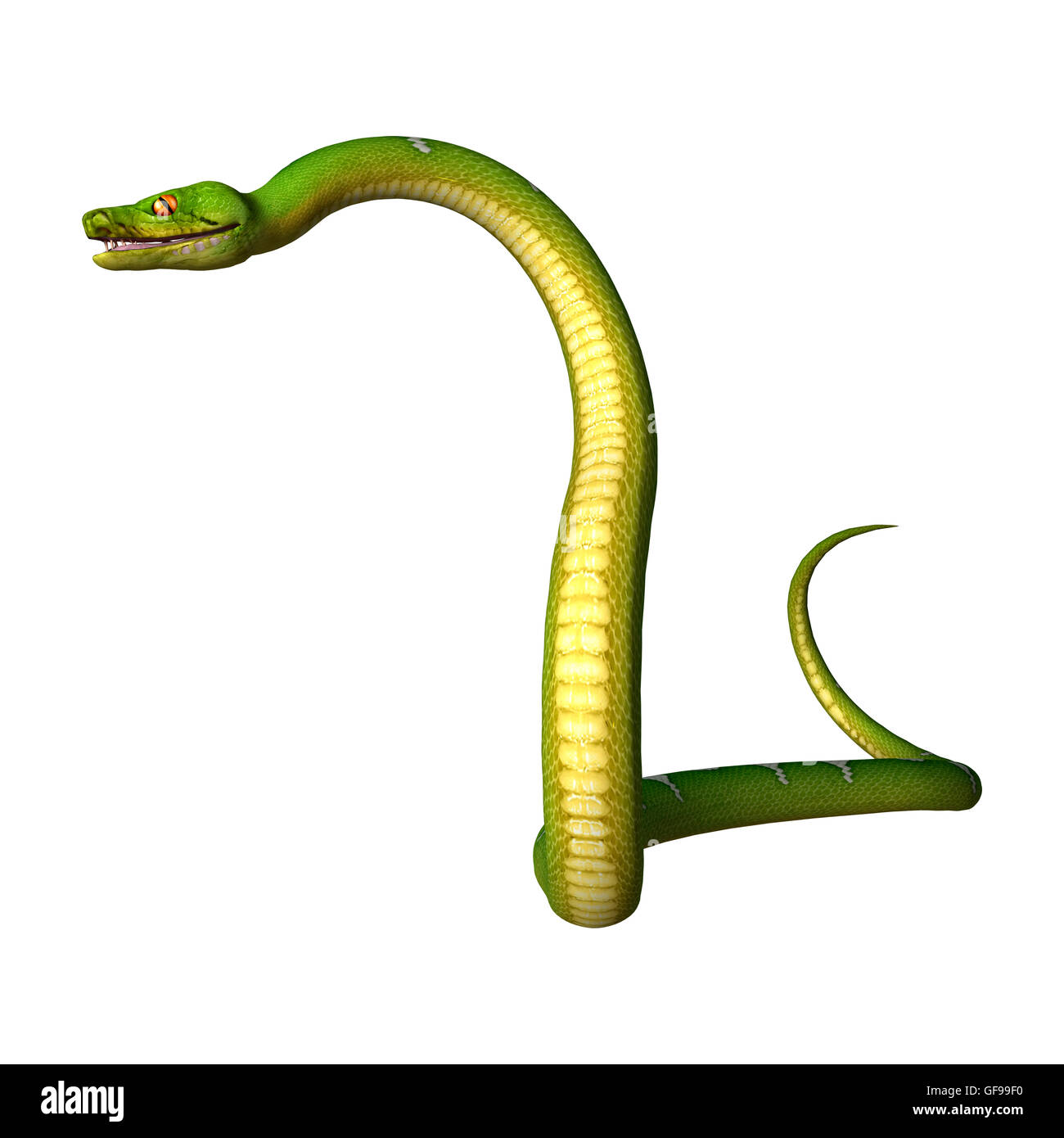 3D rendering of a Morelia viridis, or green tree python, or ...