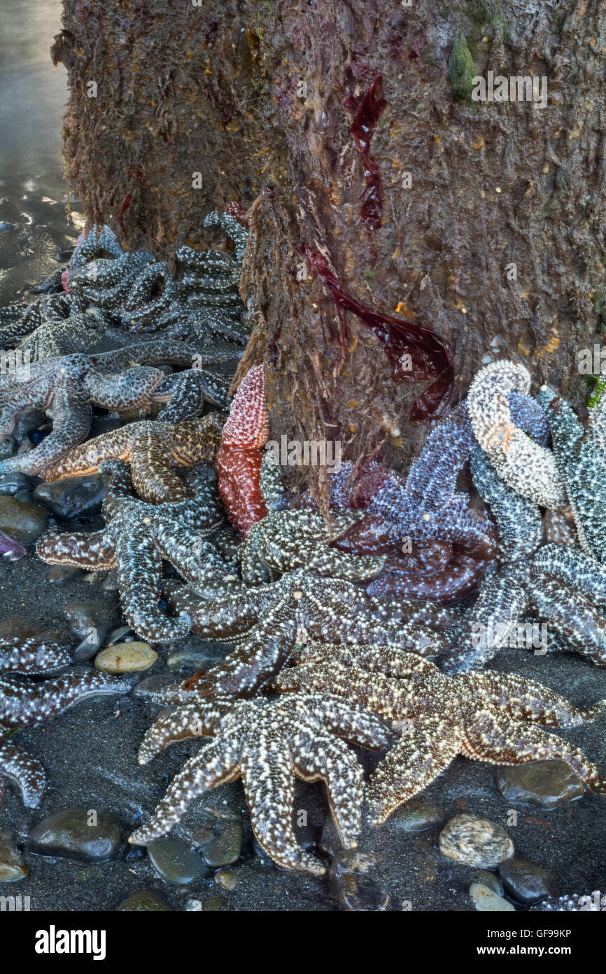 Tide pole hi-res stock photography and images - Alamy
