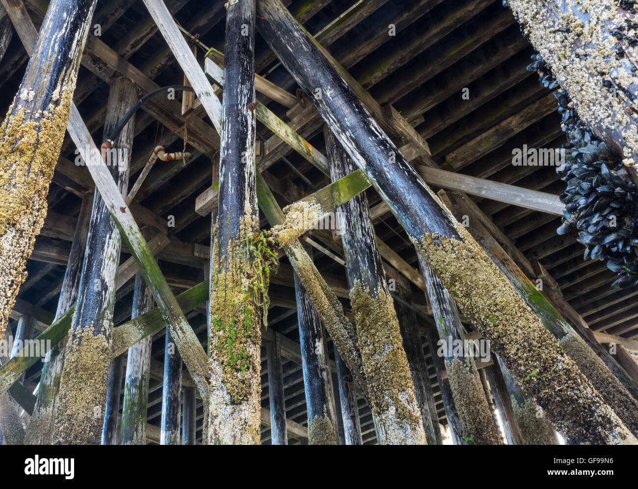 A low tide the underside of a dock is relieved Stock Photo - Alamy