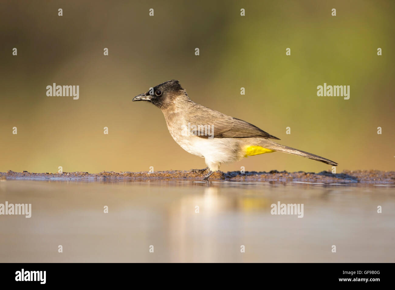 Dark Capped (Black eyed) Bulbul Pycnonotus tricolor close up profile on ...