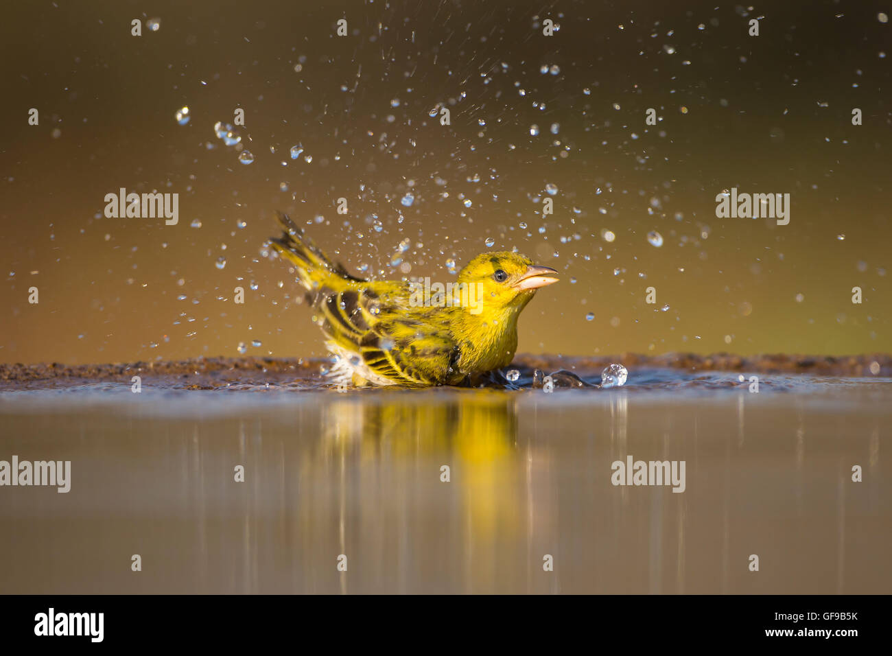 Yellow fronted canary hi-res stock photography and images - Alamy