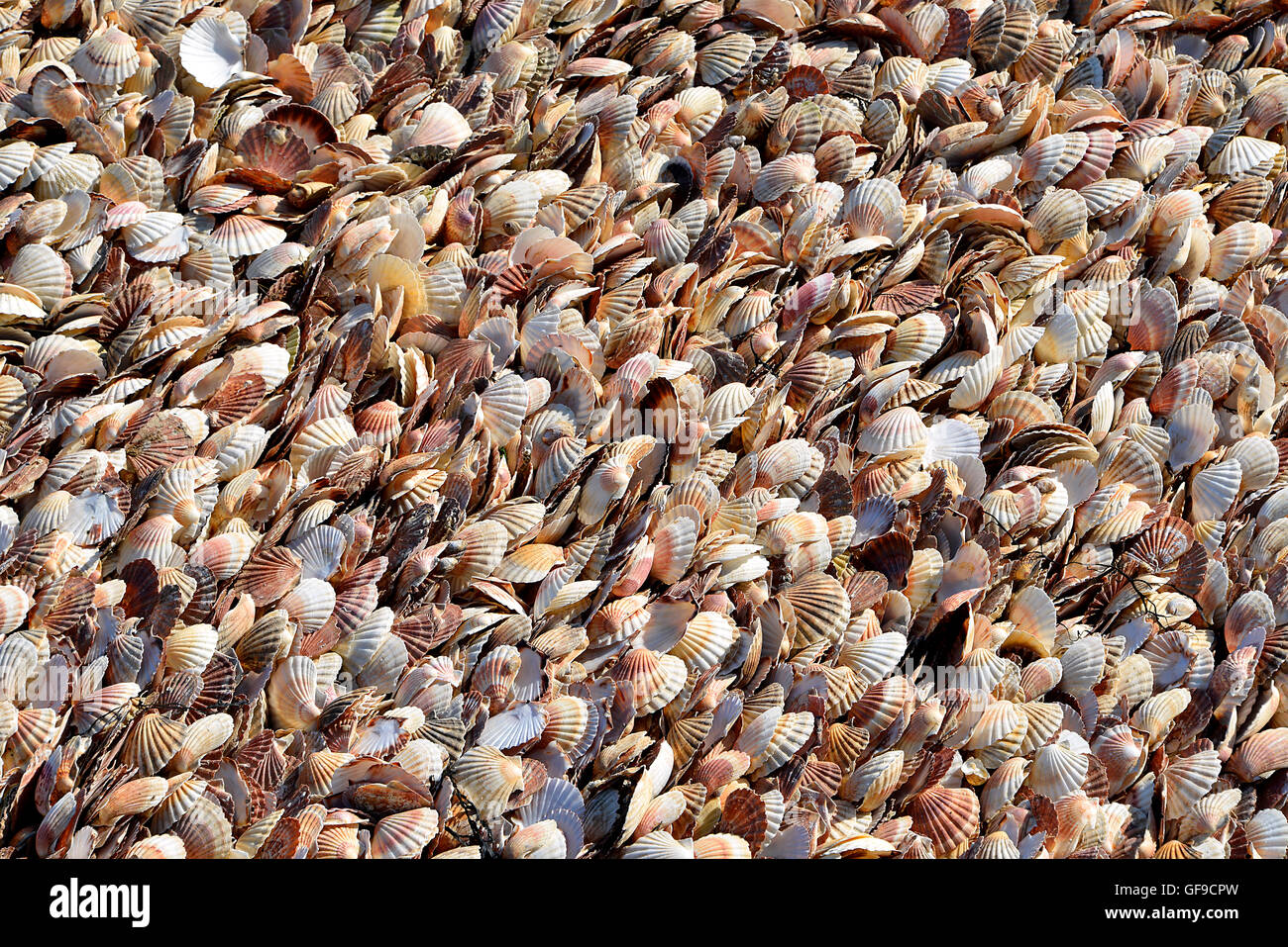Background shells of Pecten maximus on a beach in Normandy in France ...