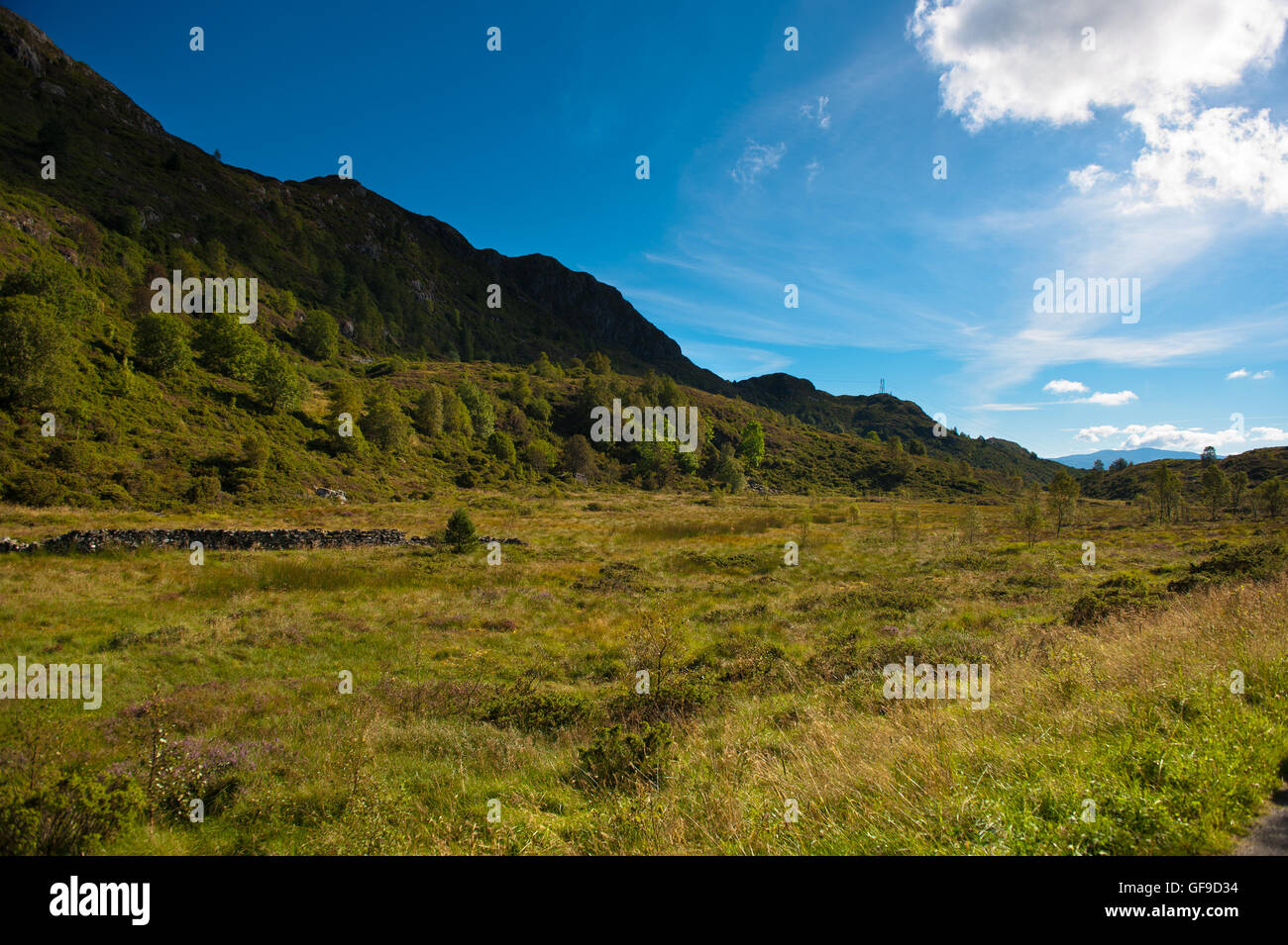 A field in the mountains of Norway Stock Photo - Alamy