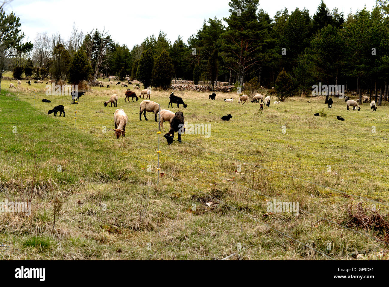 Sheep pasture hi-res stock photography and images - Alamy