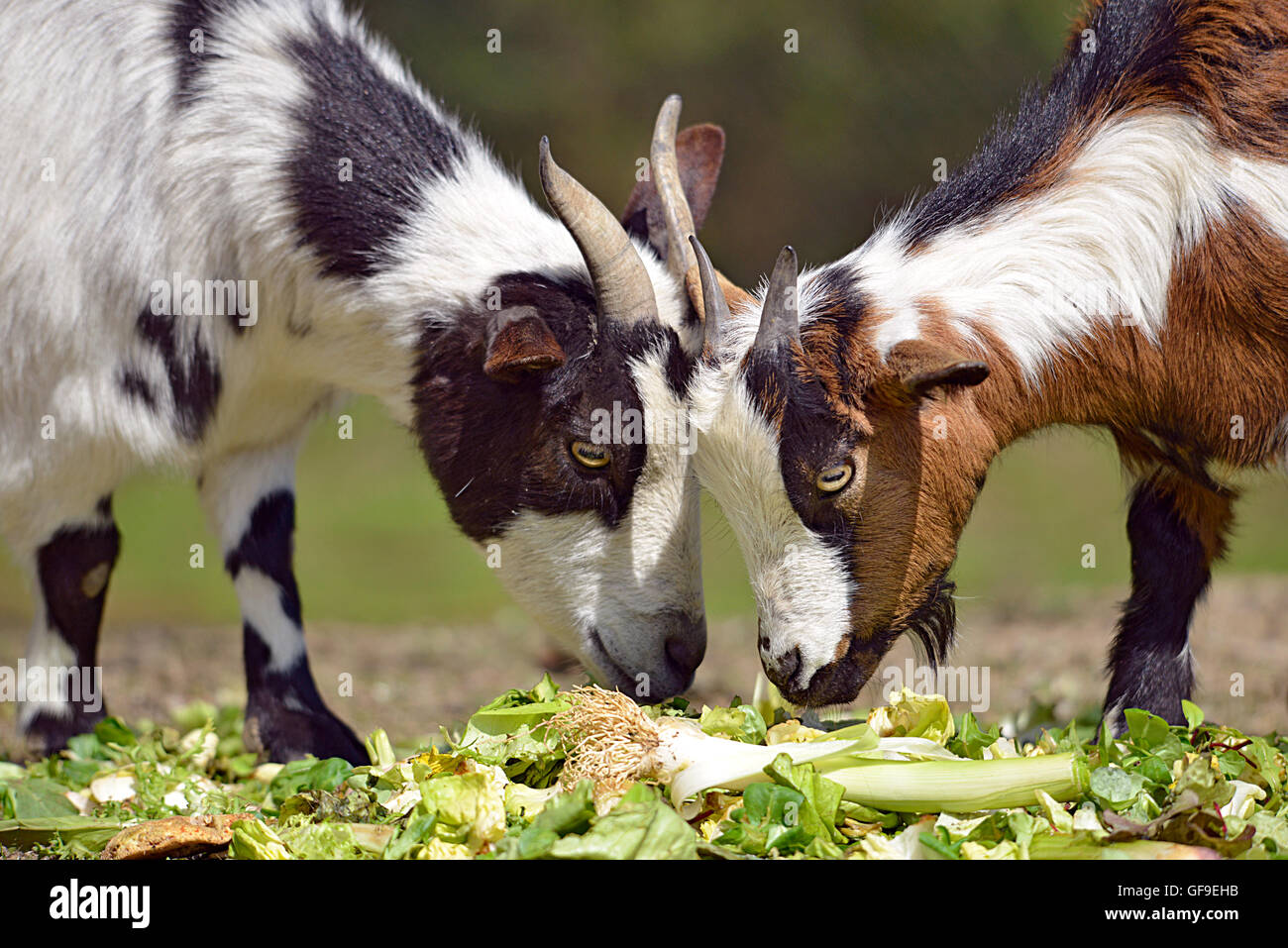 Herbivore eating hi-res stock photography and images - Alamy