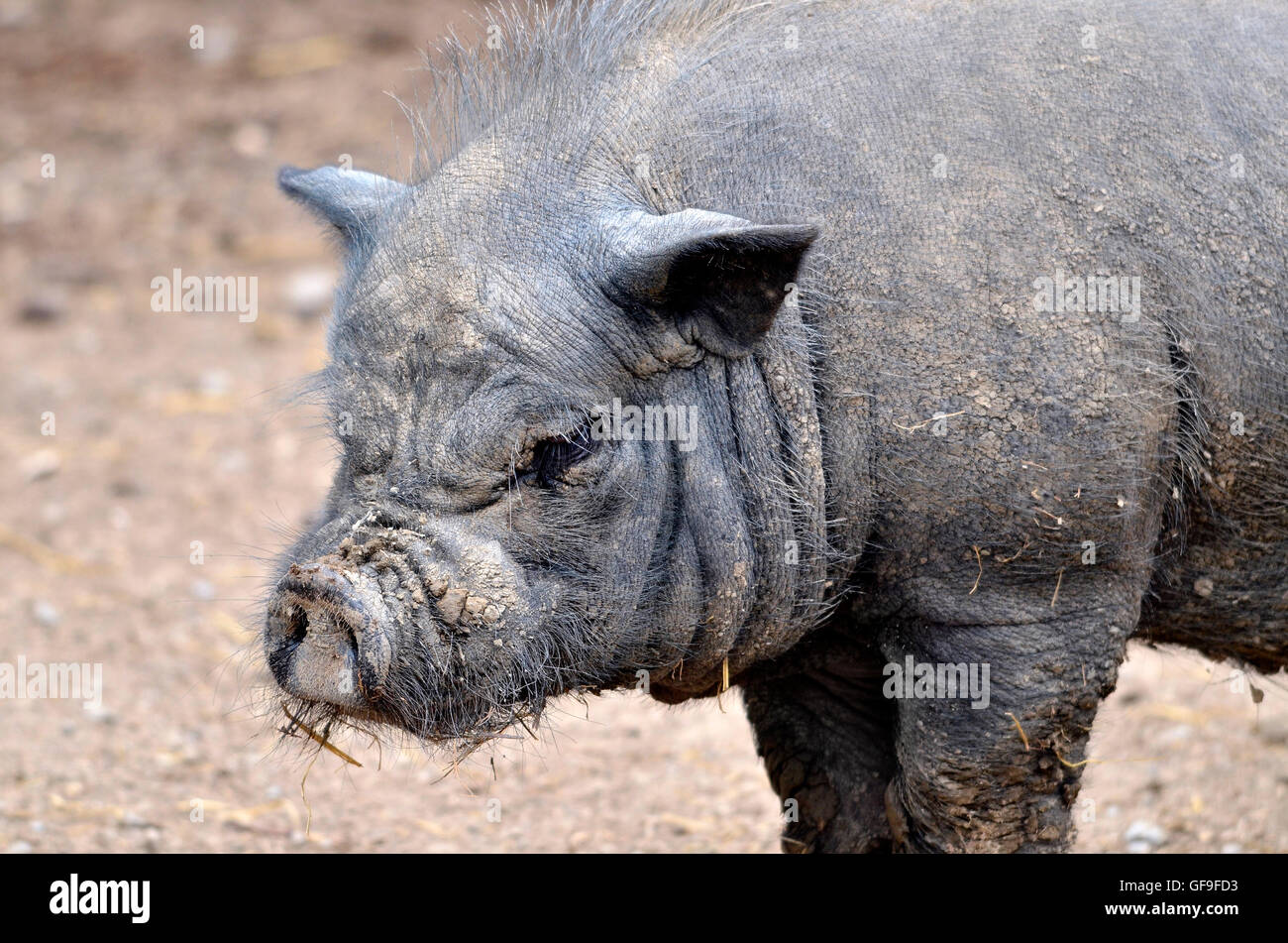 Portrait Vietnamese potbellied pig, Sus scrofa domesticus Stock Photo ...