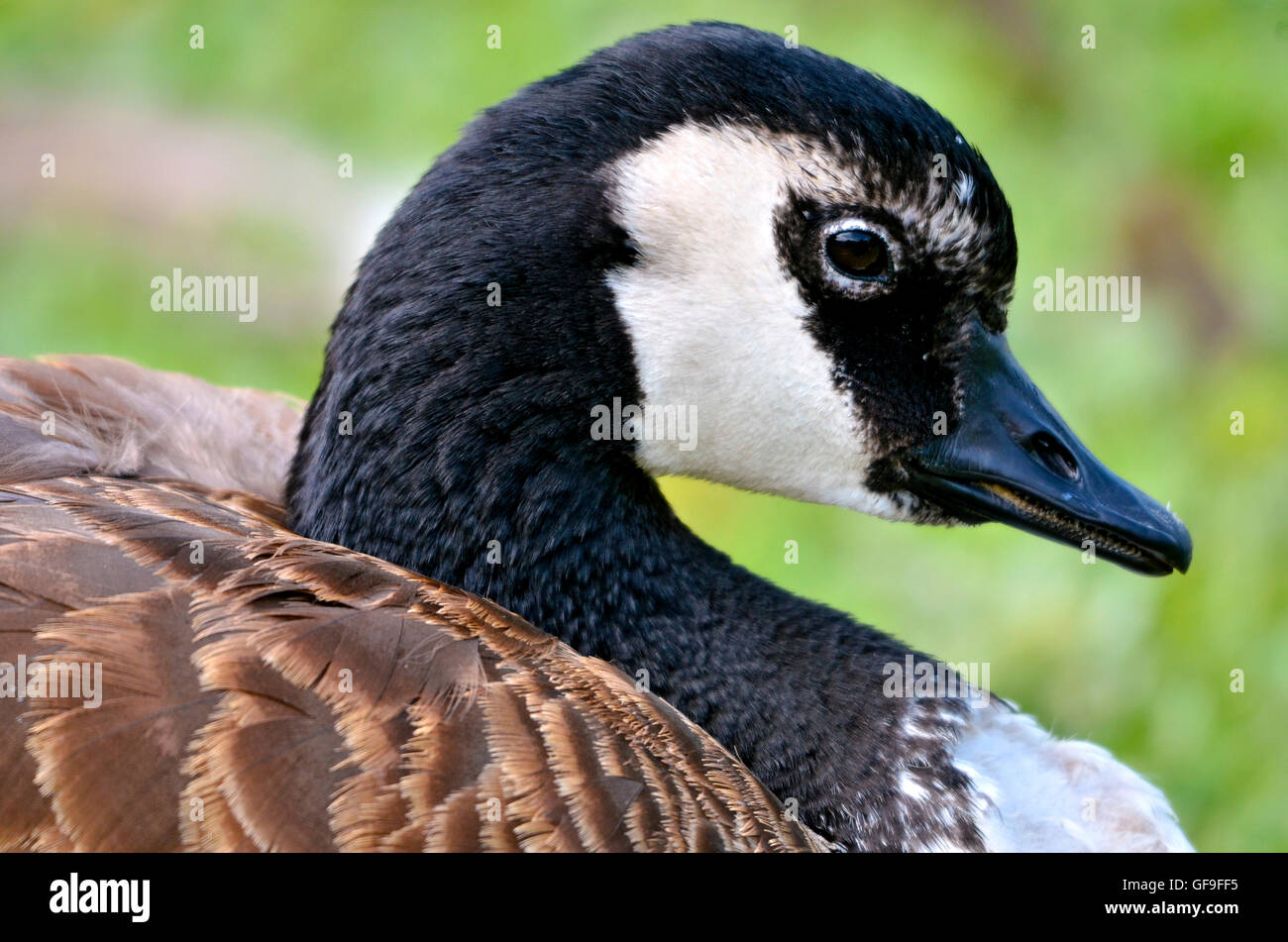 Canada goose beak hi-res stock photography and images - Alamy