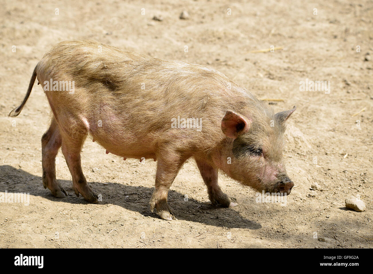 Pink female piglet (Sus) on ground and seen from profile Stock Photo ...