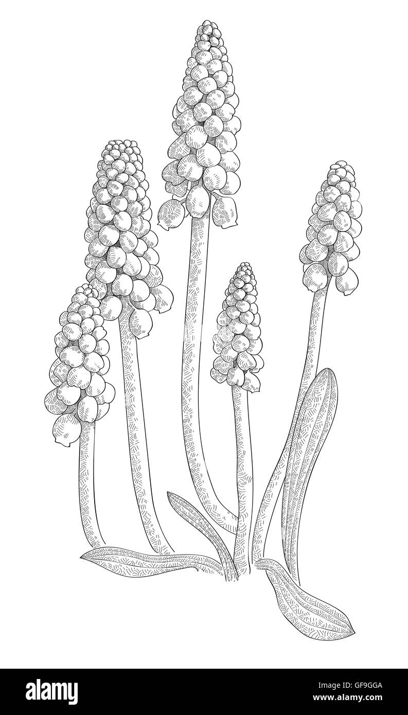 Hyacinth drawing hi-res stock photography and images - Alamy