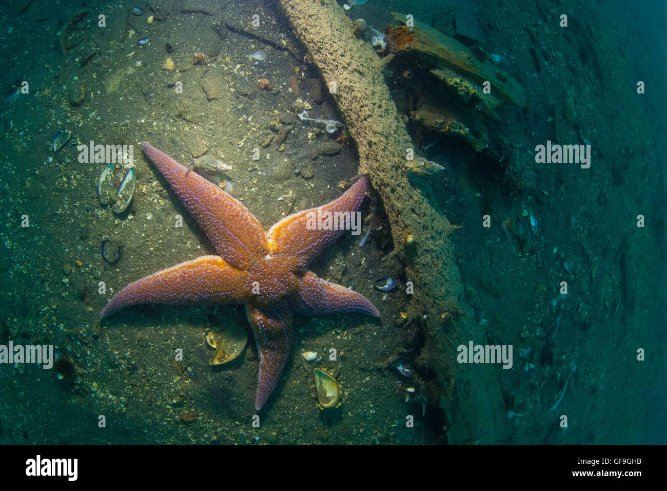 Starfish bottom hi-res stock photography and images - Alamy