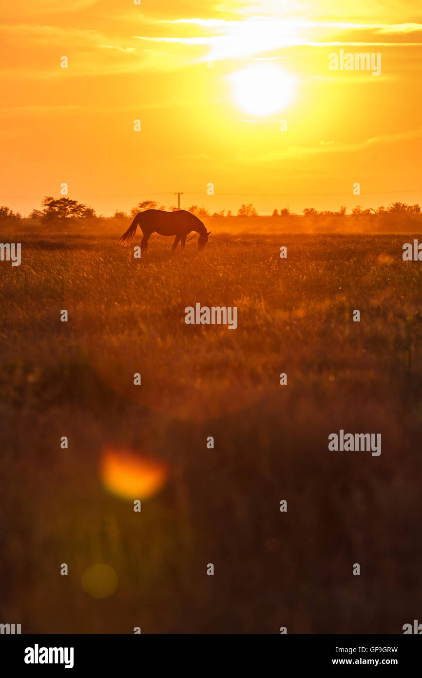 Horse pasture at sunset hi-res stock photography and images - Alamy