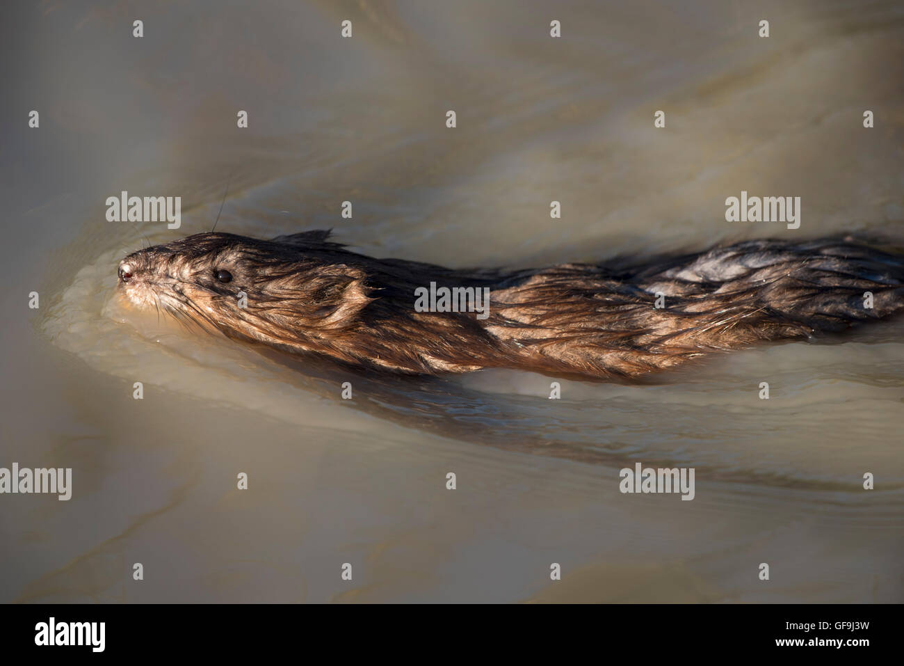 Coypu also known as the river rat or nutria, is a large, herbivorous ...