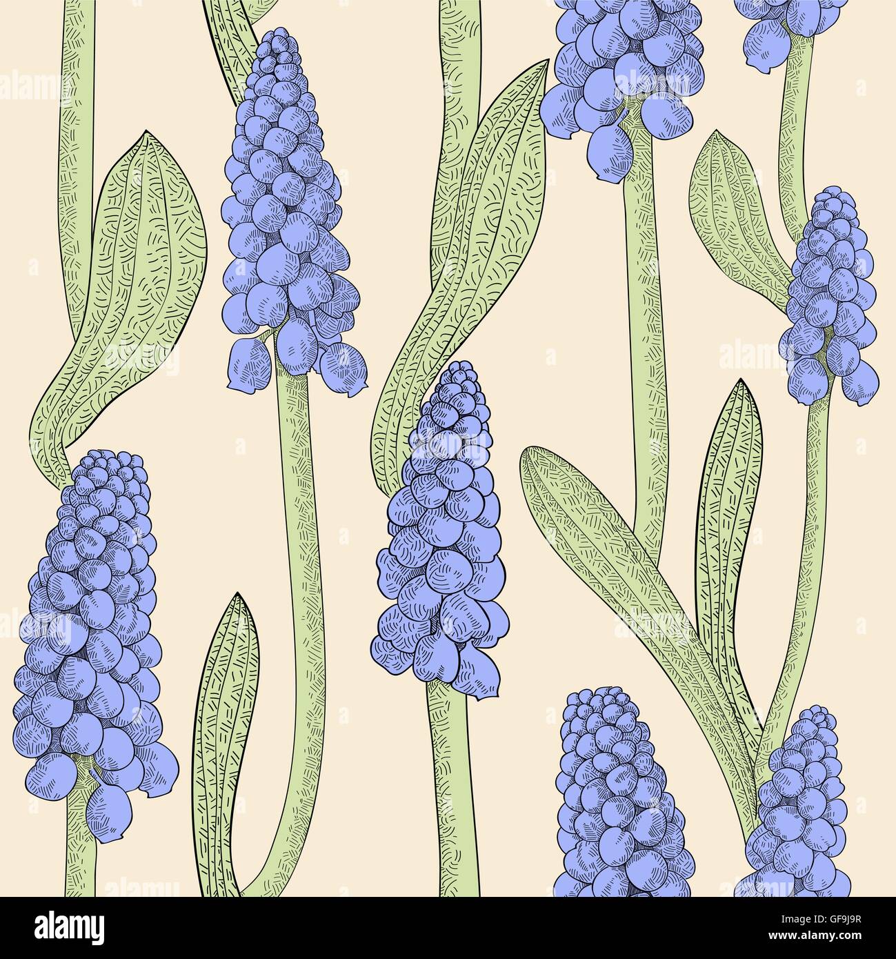 Seamless pattern with grape hyacinth Stock Vector Image & Art - Alamy