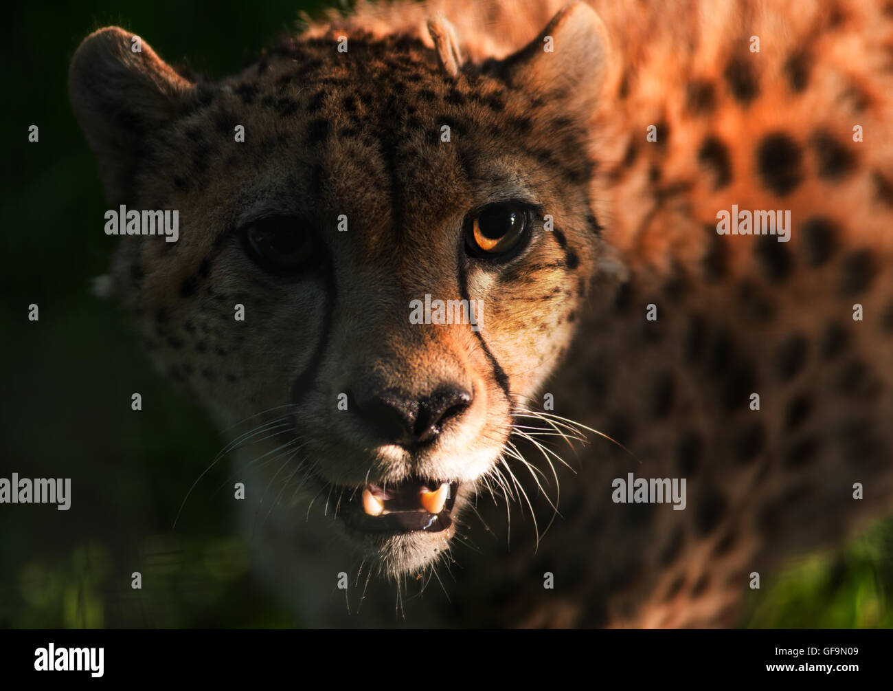 Cheetah teeth hi-res stock photography and images - Alamy