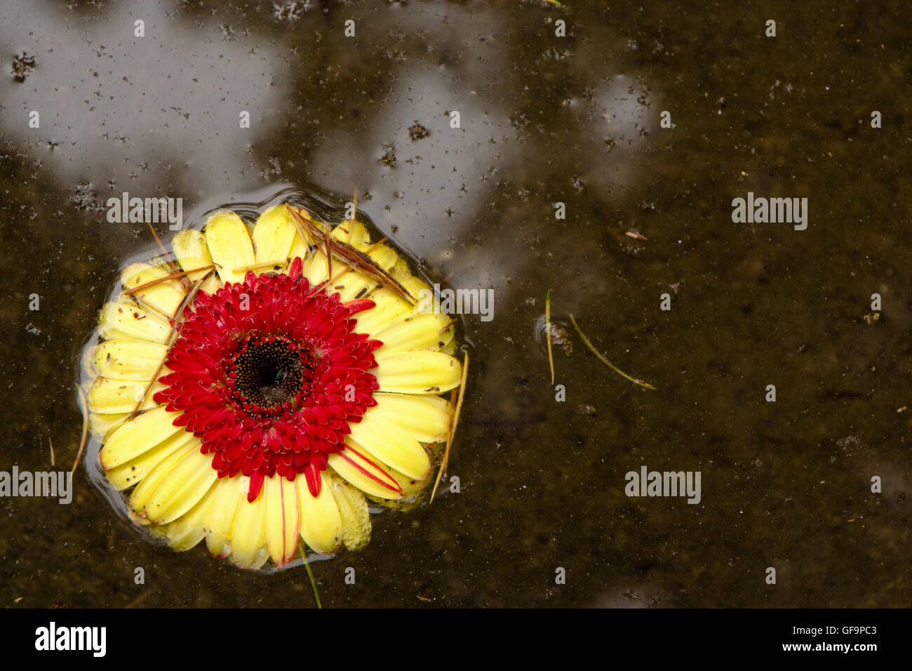 Red and yellow flower in murky water Stock Photo - Alamy