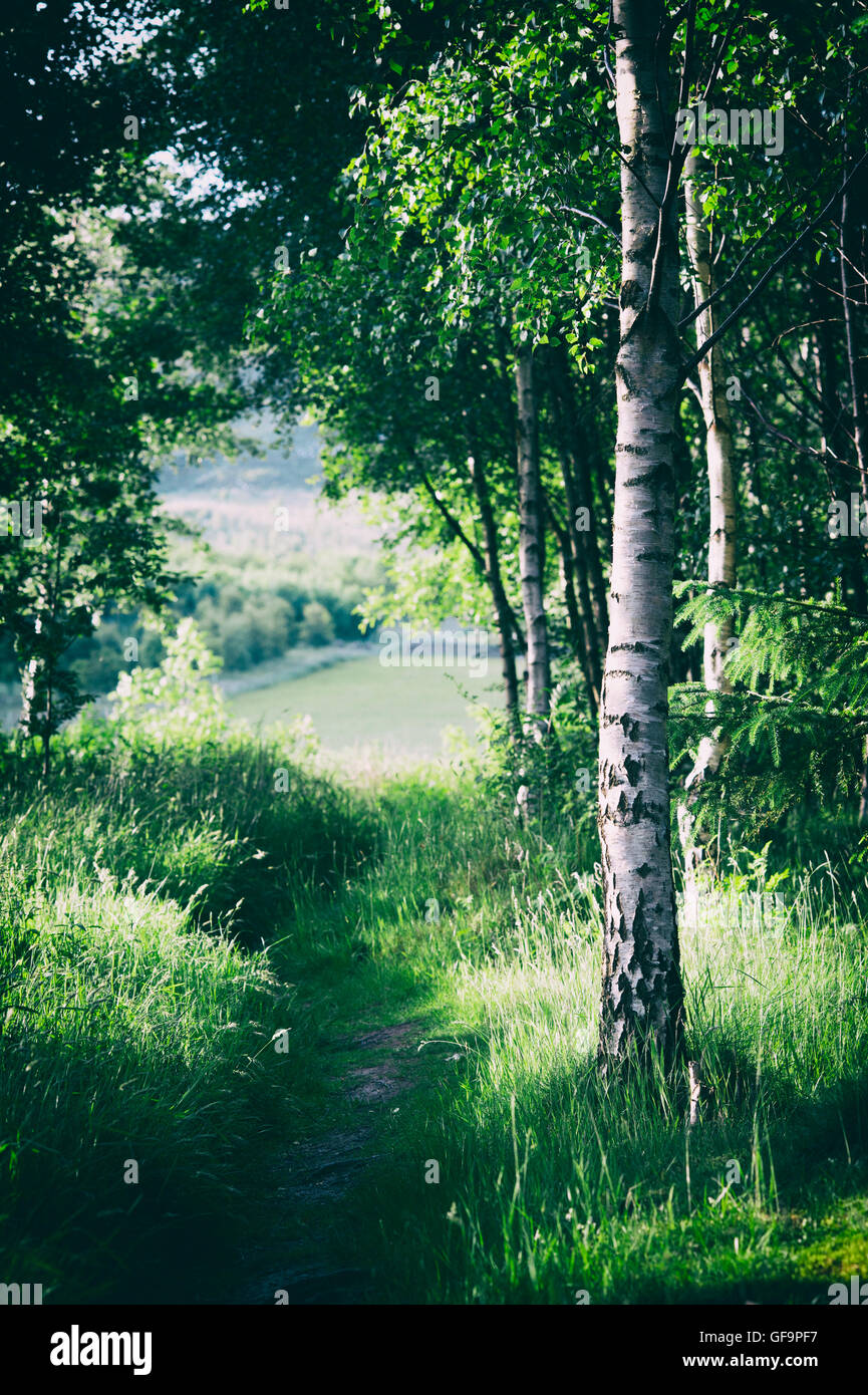 Dark shade path paths pathway hi-res stock photography and images - Alamy