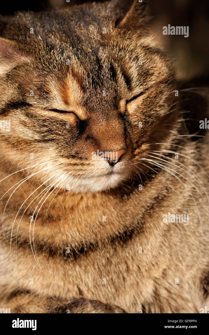 Cat relaxing while sunbathing Stock Photo - Alamy