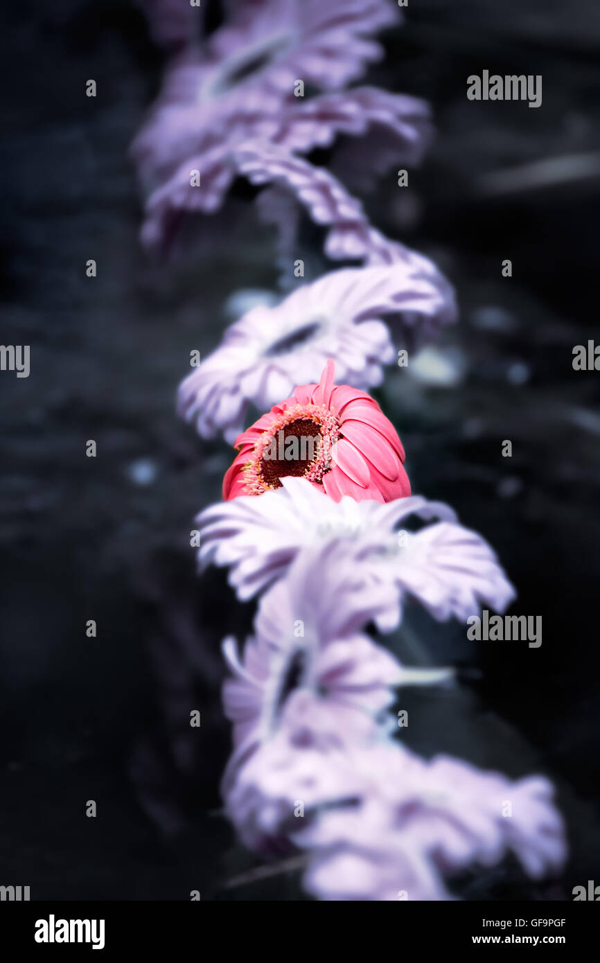 Sad flower hi-res stock photography and images - Alamy