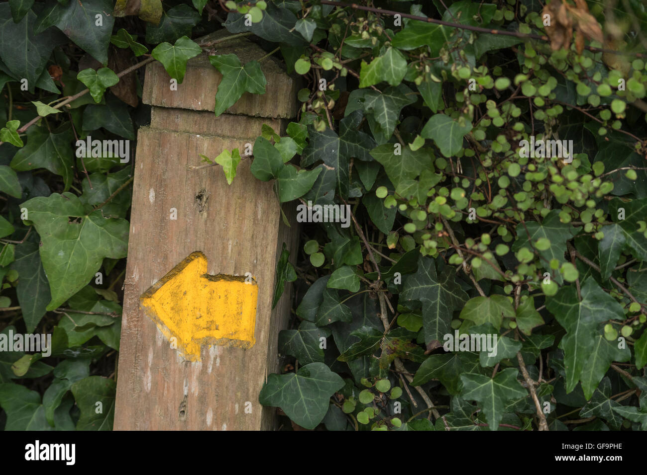 Public footpath / right of way marker arrow in Cornwall (England ...