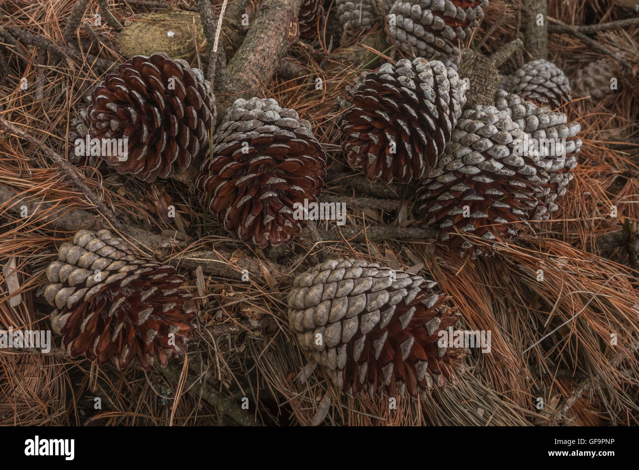 Pinus radiata cones hi-res stock photography and images - Alamy