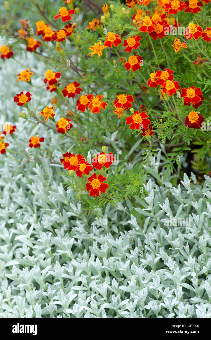 Tagetes tenuifolia. Signet marigold 'Paprika' Stock Photo - Alamy