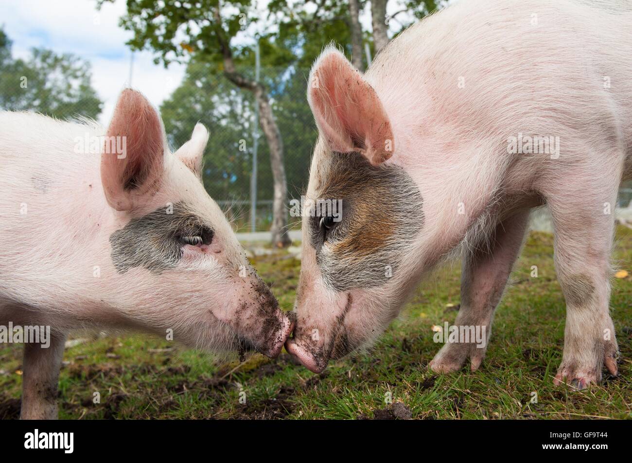 Pig love hi-res stock photography and images - Alamy