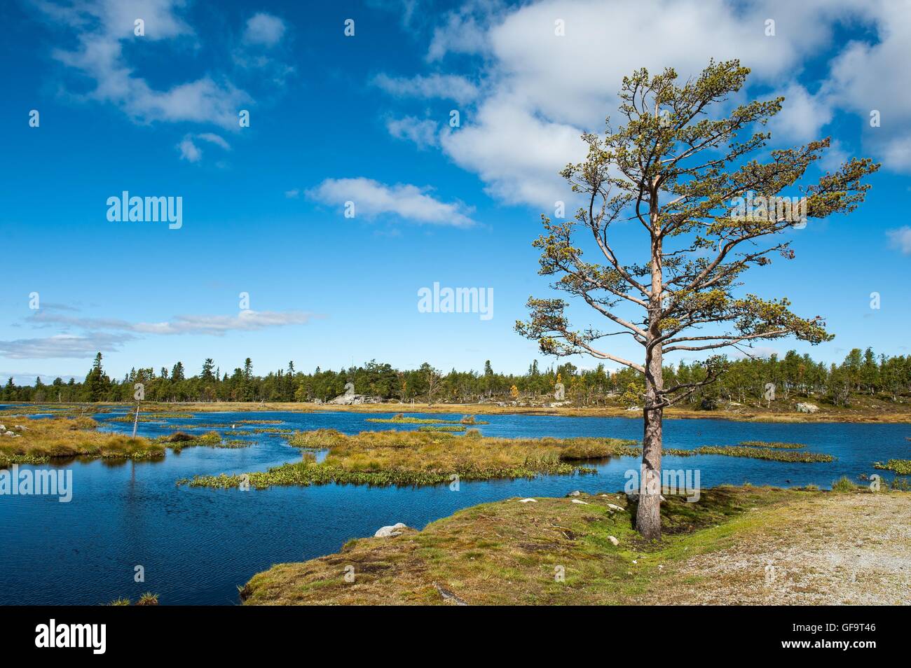 Norwegian pine tree hi-res stock photography and images - Alamy
