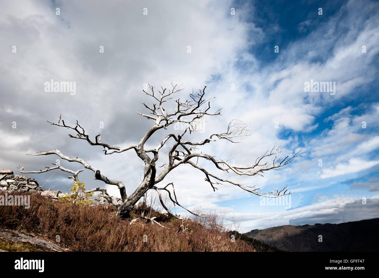 Tree nature landscape hi-res stock photography and images - Alamy