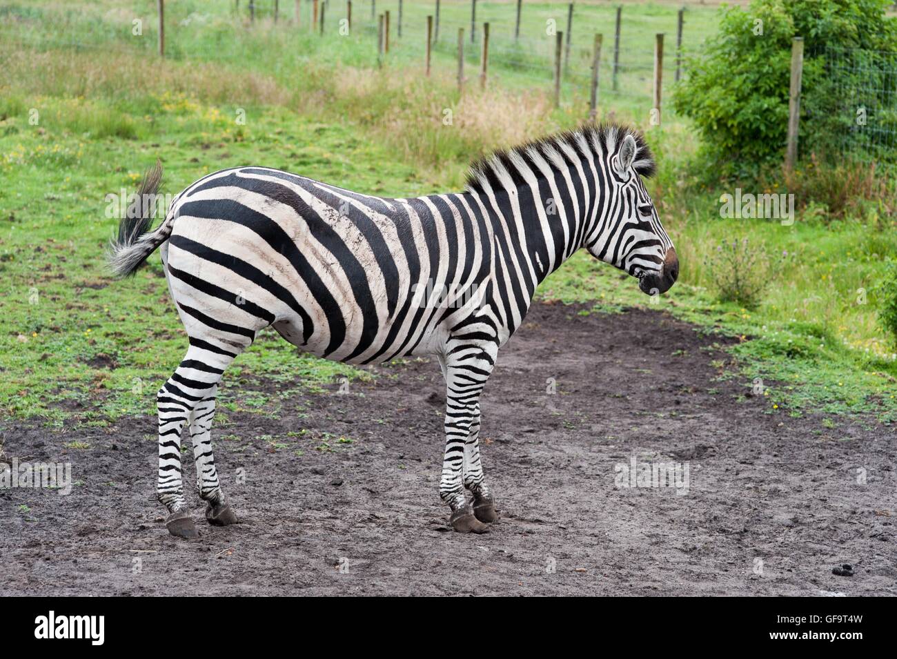 A zebra outside in a zoo in denmark Stock Photo - Alamy