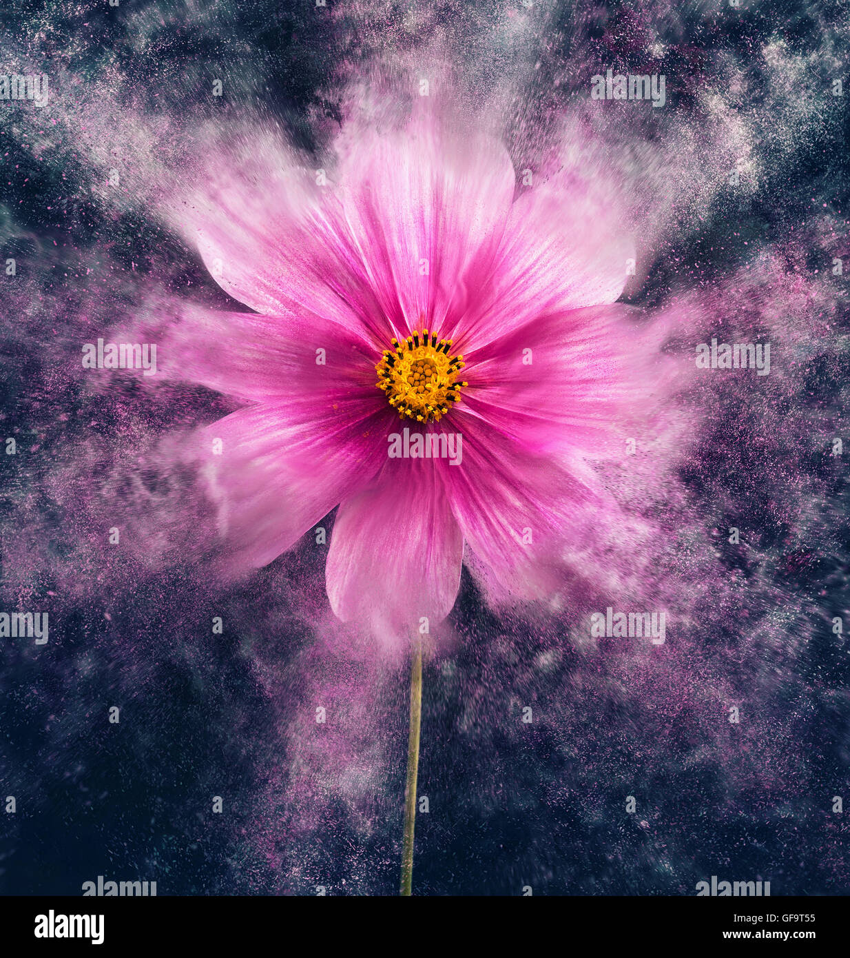 cosmea flower - exploding Stock Photo - Alamy
