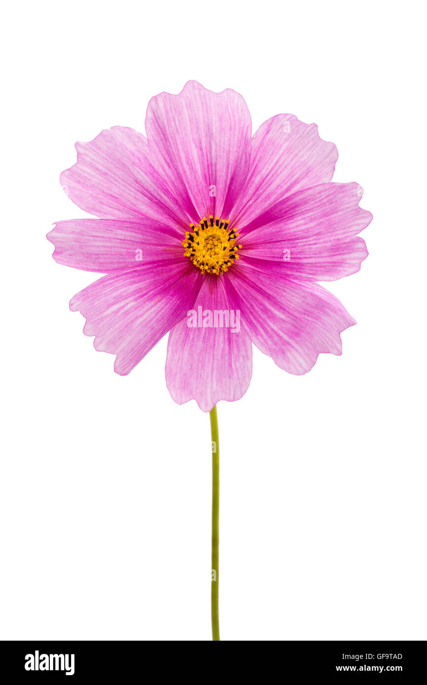 Pink cosmea hi-res stock photography and images - Alamy
